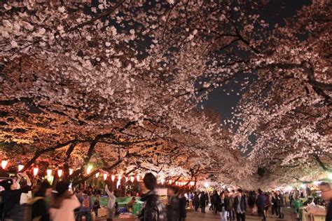 Cherry Blossom Night Tokyo Japan Japan Trip 2013 Tokyo The Last