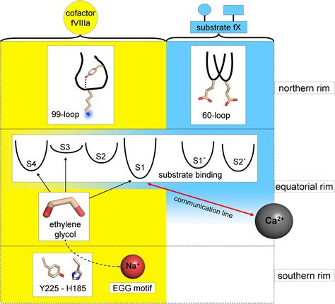 Structural Basis Of The Cofactor And Substrate Assisted Activation Of Human Coagulation Factor