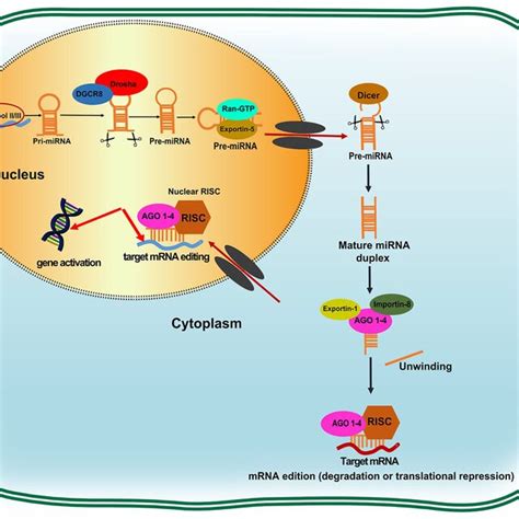 The Cellular Functions Of Smn Complex The Smn Complex Is Composed Of