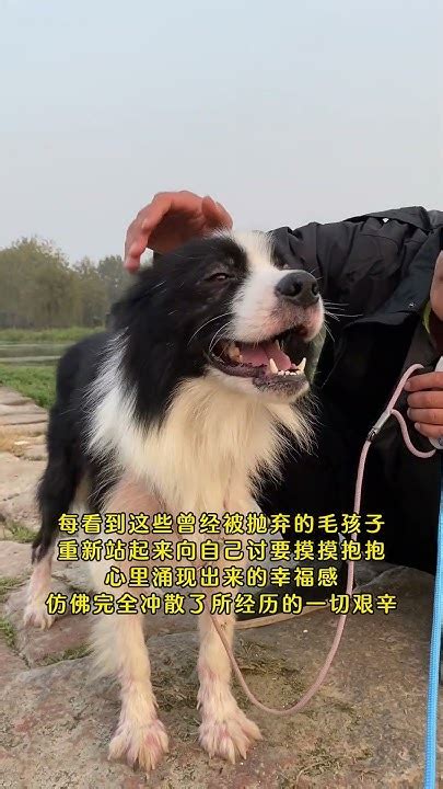 被主人抛棄的狗狗，壹度面臨死亡的威脅，如今終于獲得新生，走出抛棄的陰影 Youtube