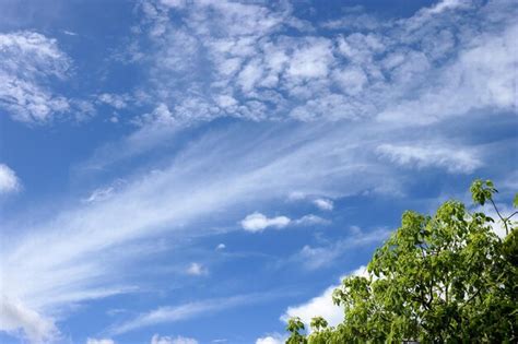 Premium Photo Fresh Green Tree And Blue Sky