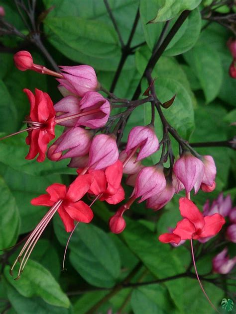 Buy Red Bleeding Heart Vine Clerodendrum Thomsoniae Online Peppyflora®