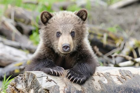 Premium Photo A Grumpy Grizzly Cub With A Scowling Expression And Big
