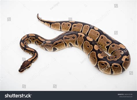 Royalball Python Python Regius Isolated On Stock Photo Shutterstock