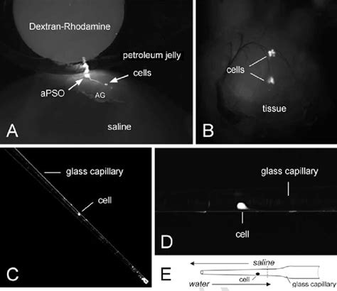 Cell Dissection For Spitc Derivatization And Subsequent Maldi Tof Ms