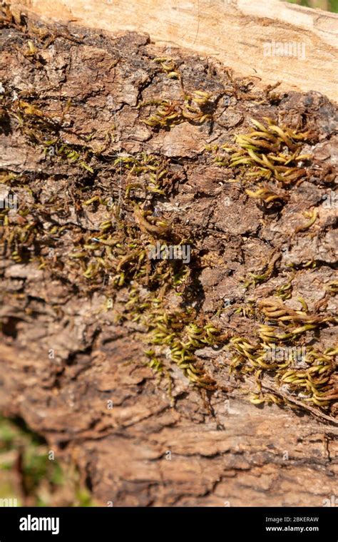 Closeup Texture Of Tree Bark Pattern Of Natural Tree Bark Background Rough Surface Of Trunk