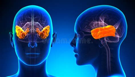 Female Hippocampus Brain Anatomy Blue Concept Stock Illustration