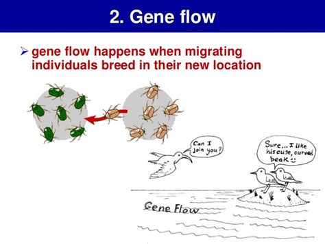 Gene Flow And Evolution Genetics And Evolution