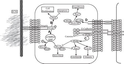 Figure 1 From Influence Of The Microenvironment On Cell Fate