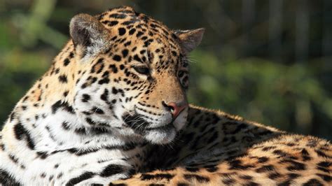 Wildlife Big Cats Zoo Whiskers Leopard Snow Leopards Snow Leopard