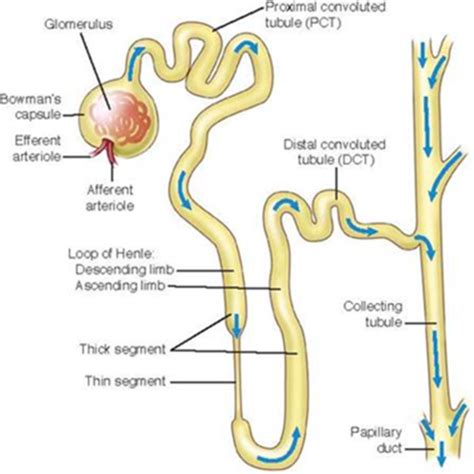 Renal Flashcards Quizlet