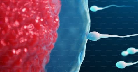 3d Illustration Sperm And Egg Cell Ovum Sperm Approaching Egg Cell