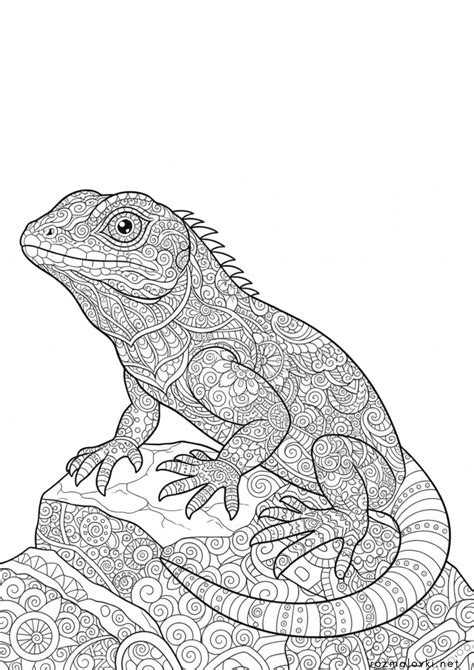 Розмальовка Ігуана антистрес ⭐️ роздрукувати скачати безкоштовно А4 розфарбовку