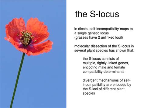 Ppt Self Incompatibility In Plants Powerpoint Presentation Free