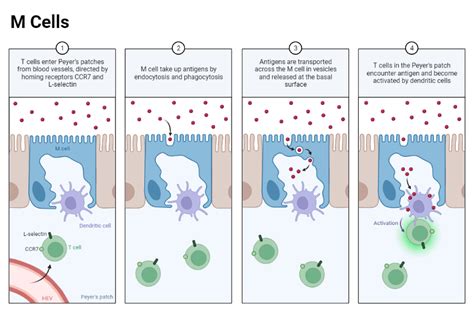 M Cells Biorender Science Templates