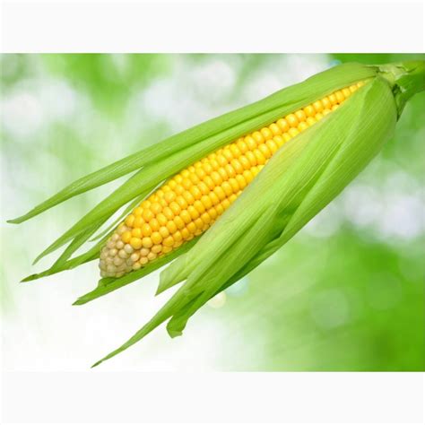 Продаем кукурузу фуражную купить кукурузу фуражную Острогожск
