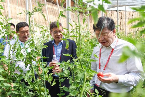 【科学网】赛过“儿时味道”，华中农大番茄新品转化额创新高 果蔬园艺作物种质创新与利用全国重点实验室