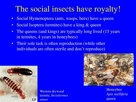 Ppt The Social Structure Of Insect Societies Powerpoint Presentation