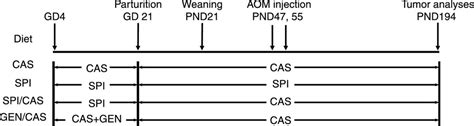 Fetal Programing Of Colon Cancer In Adult Rats Correlations With