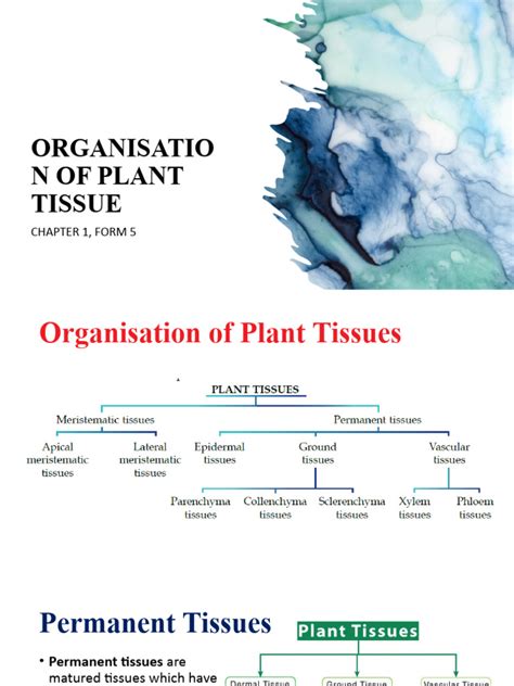 Slide Chapter 1 Bio F5 Organisation Of Plant Tissue And Growth Pdf