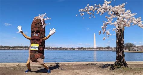 Stumpy The Viral Cherry Tree To Be Cut Down For Regeneration Project