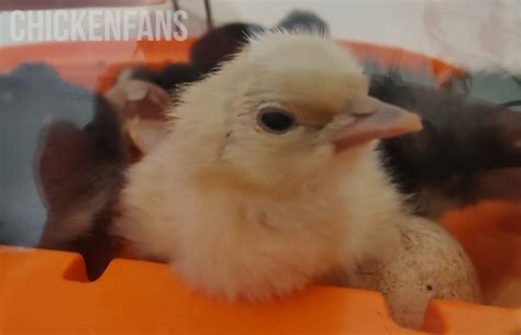 Chickcozy Egg Incubator Review 2025 Chicken Fans
