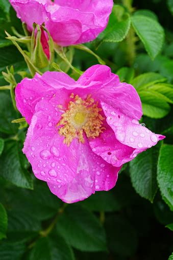 장미는 Rosa 속의 우디 다년생 꽃 피는 식물 Rosaceae 가족 또는 그것이 품고있는 꽃입니다 삼백 종 이상과 수만 종의