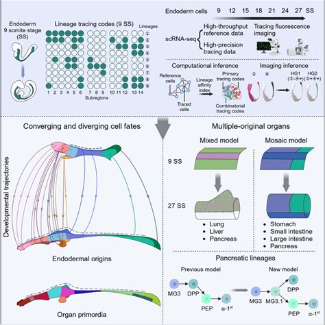 Cell 北京大学基础医学院徐成冉课题组揭示单细胞分辨率下内胚层器官发生的时空轨迹与遗传谱系 生物通