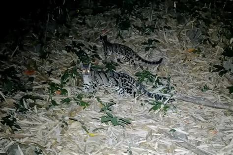 Very Rare Trail Cam Footage Shows Clouded Leopard With Cub
