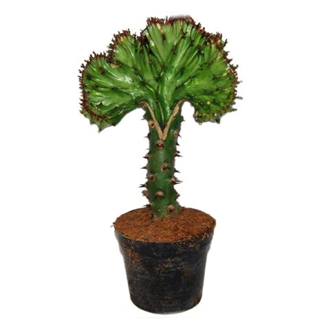Euphorbia Lactea Cristata Opg Vukoja Big Winhr Web Shop