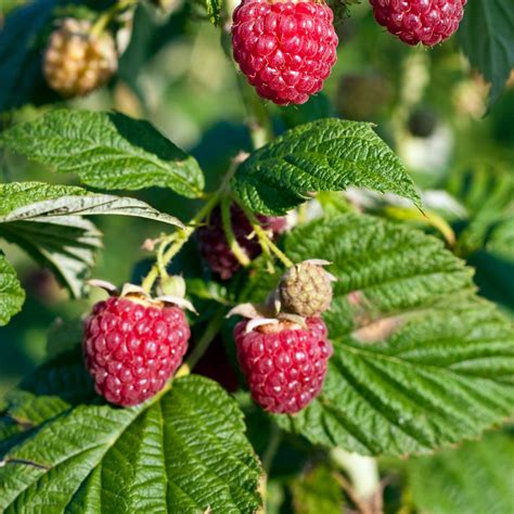 Buy Dwarf Raspberry Rubus Sweet Sister Red Bio Hardy Plant