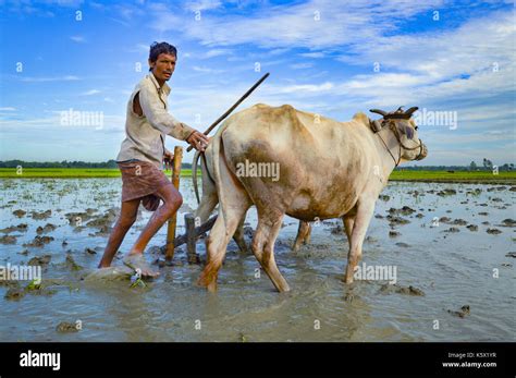 The Agriculture Farmer Cultivation Land On The Traditional Process