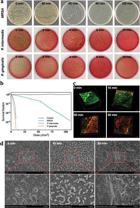 A Bactericidal Effect And B Colony Count Of Blue Light On Suspension