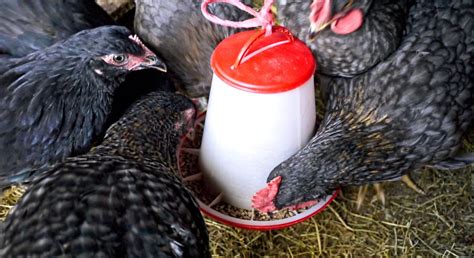 Maine Officials Issue Advisory Regarding Poultry Swaps And Exhibitions