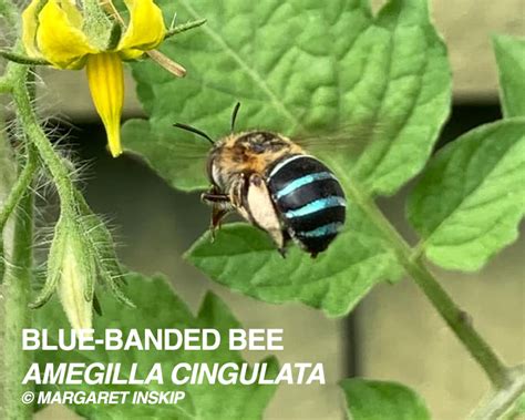 Beneficial Insects For The Garden Predatory Insects Searles Gardening