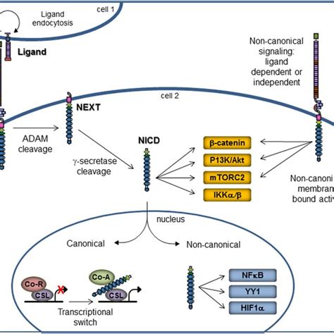 Notch Canonical And Non Canonical Signaling Notch Signaling Via The