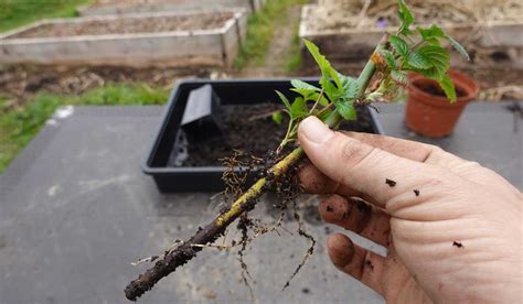 Reproducción de plantas por esquejes multiplica tus plantas Blog