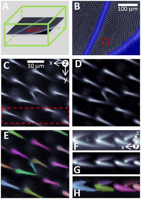 Wing Hair Segmentation Data On Wing Hairs Were Extracted From Each
