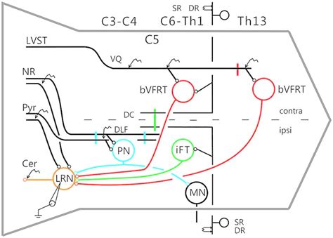 Schematic Outline Of The Experimental Set Up Intracellular Recordings