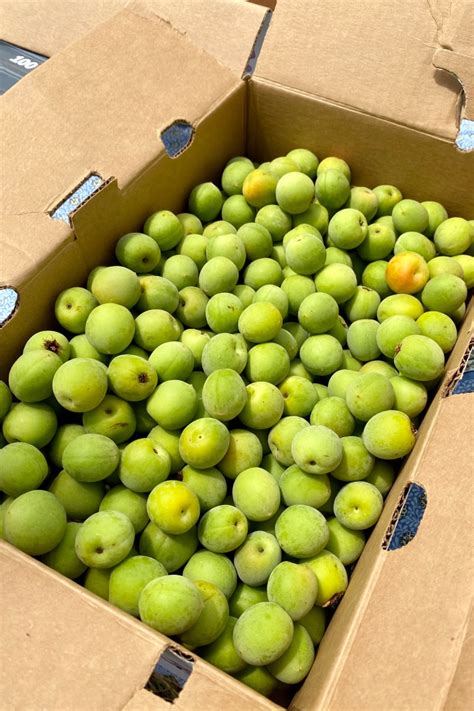 Japanese Ume Plums • Just One Cookbook