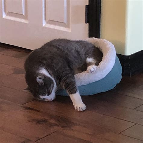 This Poor Absolute Unit Is Slipping Off The Cat Bed Hes Too Big For