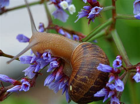 Male Female Snail Garden