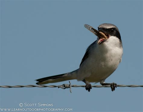 Loggerhead Shrike Meets Grasshopper