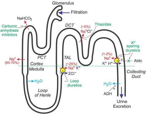 Cv Pharmacology Diuretics