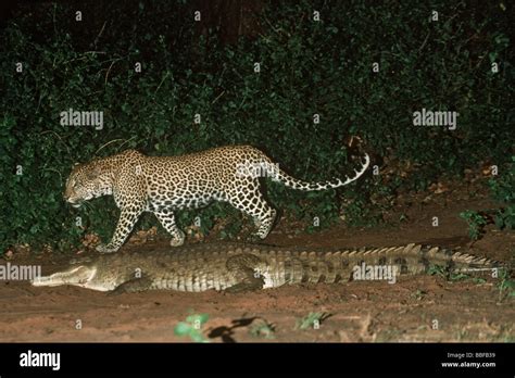 Leopard Vs Crocodile Jaguar Vs Crocodile Simons Lisa M Bolt