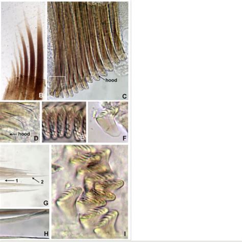 Chaetae And Uncini Of Pectinaria Santii Sp N Paratype 11 Icml Emu