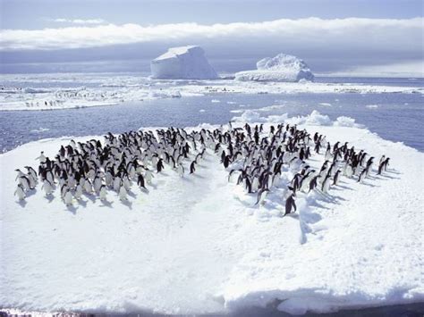 南極のペンギン異なる温暖化への適応 ナショナルジオグラフィック日本版サイト