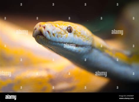Reticulated Python Are The World S Longest Snakes And Longest Reptiles Stock Photo Alamy