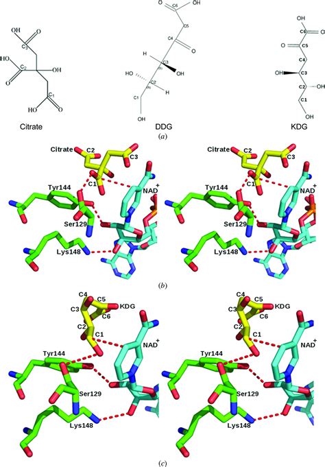 Iucr The First Crystal Structure Of Nad Dependent 3 De­hydro 2 De­oxy