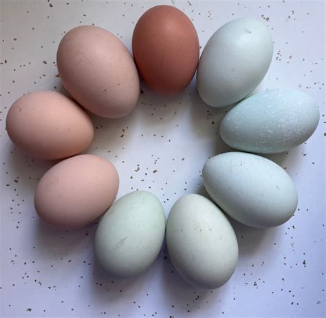 Easter Egger And Olive Egger Hatching Eggs Livestock Markham York